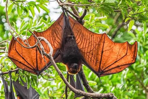 Megabats 6 Largest Bats Species In The World Whatdewhat