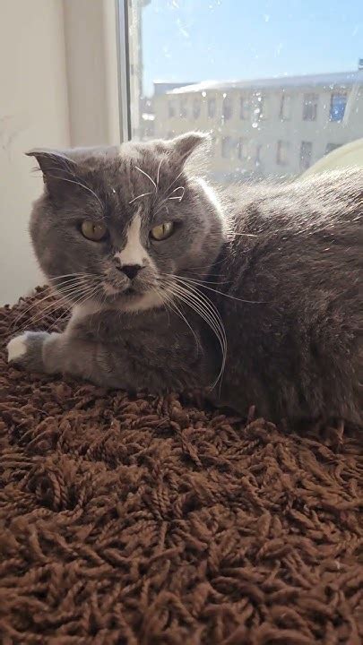 Всех с НАСТУПАЮЩИМ 2025😻🌲 от котиков Краснодарского края Youtube