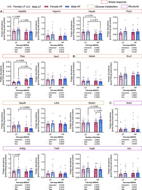 Effect Of Biological Sex And Short Term High Fat Diet On Cellular