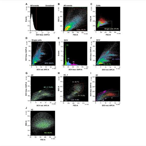 Facs Analysis Of Adult Murine Testicular Cells Based On Dcv