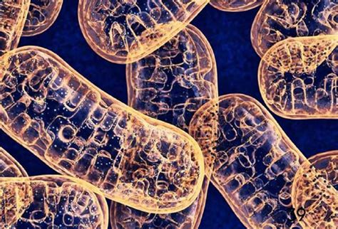 Mitochondrial Dysfunction And Disease By Charlie Collingham Access Ed