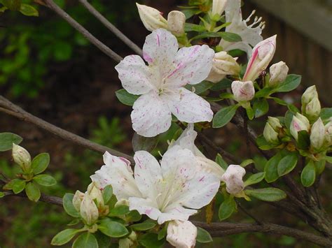 Festive Glenn Dale Azalea Photos And Description