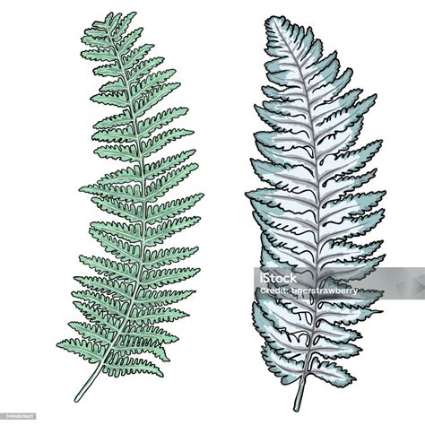 녹색 숲 양치류 손으로 그린 예술 단풍 진짜 자연 나뭇잎으로 만든 도시 경관과 정원을 위해 길들여진 장식 공원 숲 식물 나뭇잎 및 어린 양치류 벡터 0명에 대한 스톡 벡터