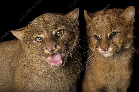 Female Jaguarundi Stock Image F0423546 Science Photo Library
