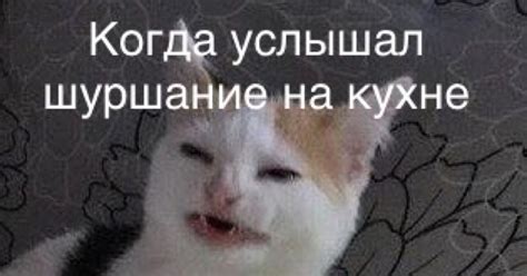 Пакетика вискаса) | Пикабу