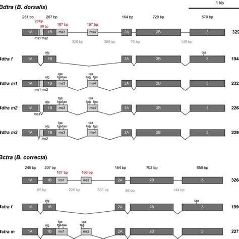 Molecular Organization And Sex Specific Transcript Of Tra Genes From B Download Scientific