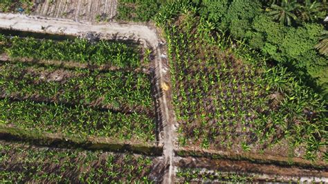 Aerial View Banana Plantation 8605451 Stock Video At Vecteezy