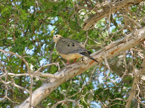 Mourning Dove Zoochat