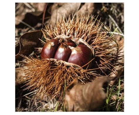 Question Why Did Chestnuts Evolve Burrs R Botany