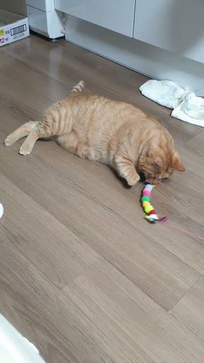 나는야 천하제일사냥꾼 잡고싶쥬 고양이집사 고양이 Youtube