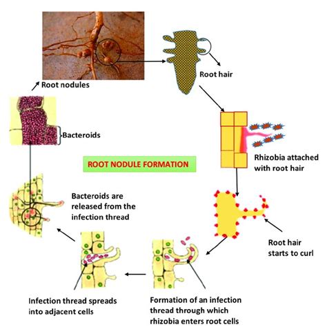 Examples Of Plant Growth Promoting Rhizobacteria Tested For Various