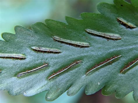 Asplenium Auriculatum Ferns And Lycophytes Of The World
