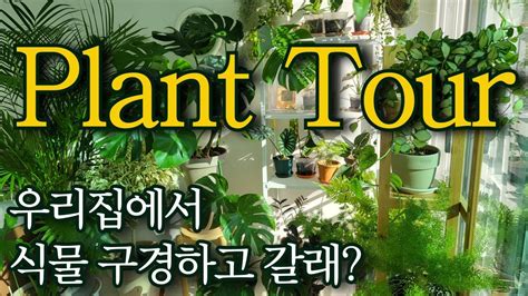 식물이 가득한 거실정원 홈투어 실내에서 키우기 쉬운 플랜테리어 식물 추천 Youtube