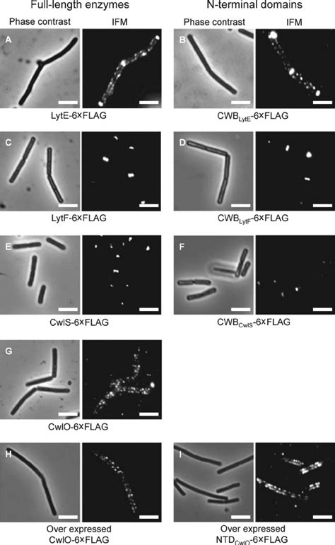 Subcellular Localization Of Full Length D L Endopeptidases And Their