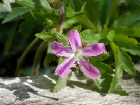 Geranium Canariense El Blog De La Tabla