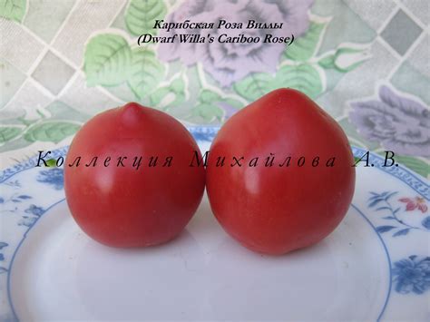 Карибская роза Виллы. (Сорт из проекта Гном томатный).