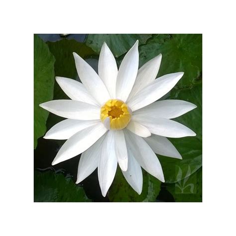 Nymphaea Pubescens White Small Flower Aquariums India