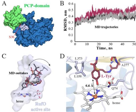 Figure 4 From Insights Into Substrate Recognition By The Unusual Nitrating Enzyme Rufo