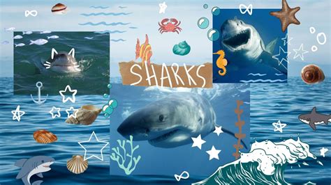 Sharkss Shark Desktop Wallpaper Aesthetic Shark Macbook Wallpaper