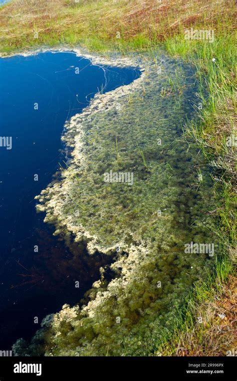 Abstract Texture Of Marsh Grass And Pollen In Marsh Lake Spring Bloom