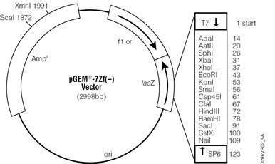 Pgem T Vector Sequence