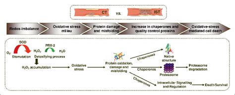 Summary Figure Of The Observed Differences Between IST And CT Download Scientific Diagram