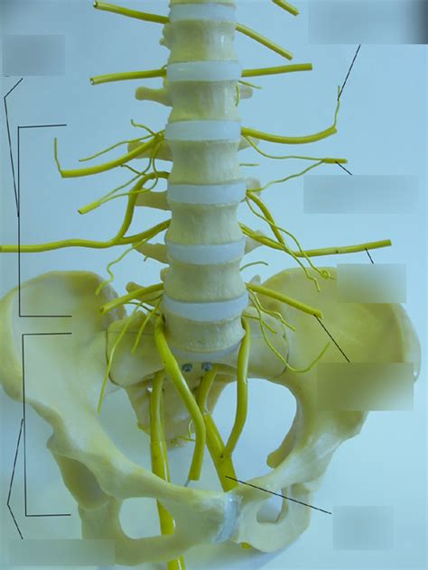 Spinal Column 1 Inferior Diagram Quizlet
