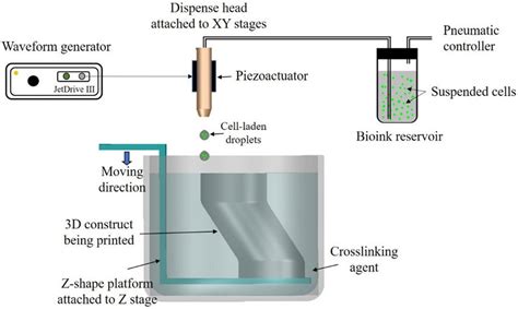 Schematic Of Inkjet Based Bioprinting The Printing Process May Take Download Scientific