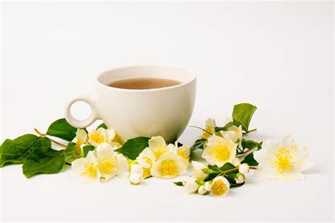 재스민 꽃은 흰색 배경에 차 한 잔을 소용돌이 텍스트를 위한 공간 0명에 대한 스톡 사진 및 기타 이미지 0명 건강관리와 의술 건강한 생활방식 Istock