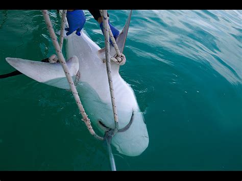 Акулы около электростанции в Хадере Фоторепортаж 23 11 2022 13 28 Il