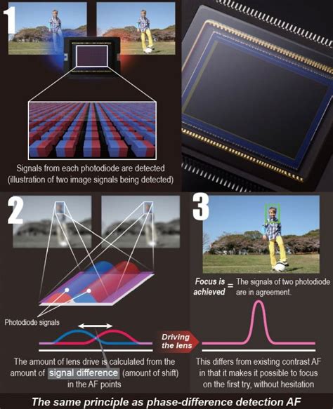 Michael Daniel Ho The Wildlife Ho Tographer Canon Dual Pixel Cmos Af Vs Hybrid Cmos Af Iii