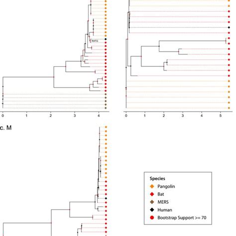 The Consensus Gene Trees Of The S Orf 7a And M Genes Are Discordant Download Scientific