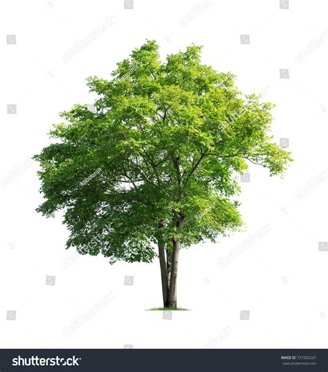 Tree Isolated On White Background High Stock Photo 737332237 Shutterstock