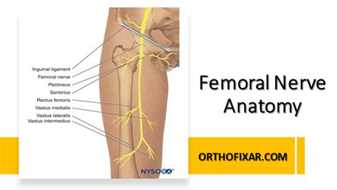 Femoral Nerve Anatomy Orthofixar
