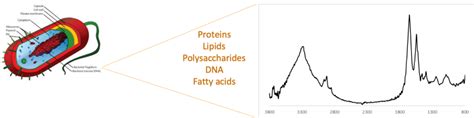 Infrared Based Bacterial Identification A Clinically Viable