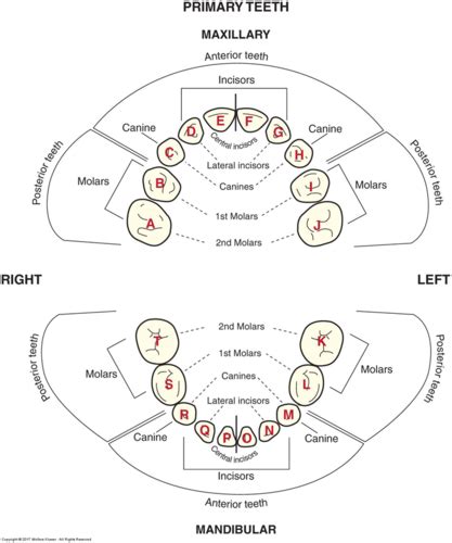 Primary And Mixed Dentition Flashcards Quizlet