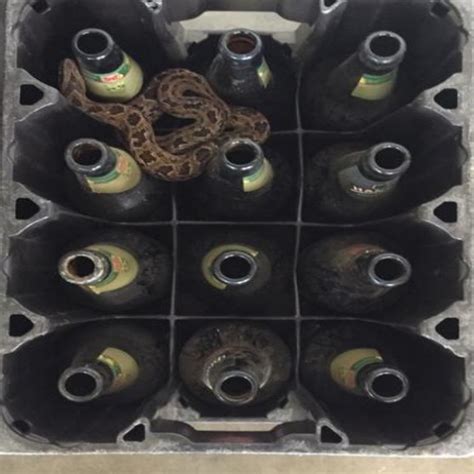 My Project Detection Instance Segmentation Dataset And Pre Trained Model By P