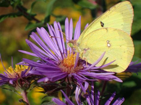 Clouded Sulphur Butterfly Colias Philodice R Awwnverts