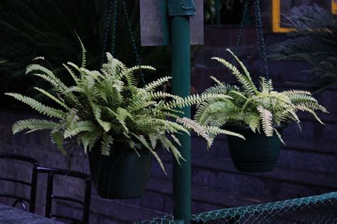 배경 화면 자연 이파리 정원 3456x2304 Normalbeing 1675547 배경 화면 Wallhere