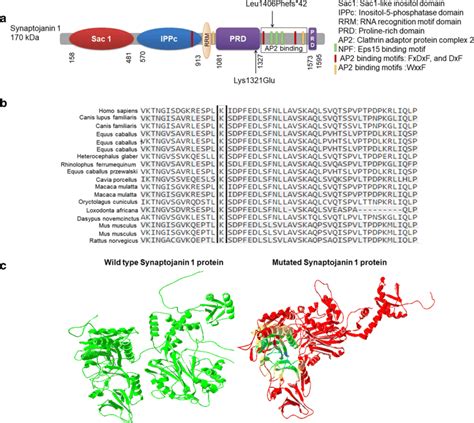 A Molecular Structure Of Synaptojanin 1 And Location Of Each Mutation Download Scientific