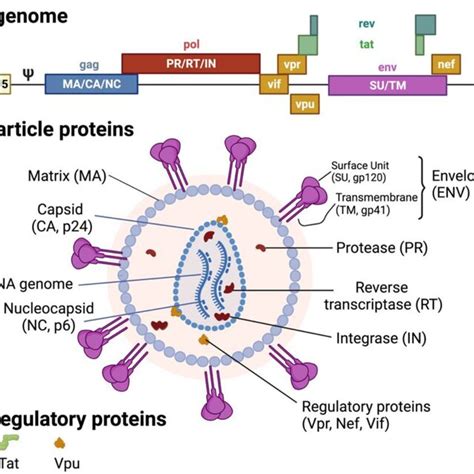 Hbv Genome And Virion Structure Created With Accessed