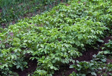 Determinate Vs Indeterminate Potatoes Whats The Difference