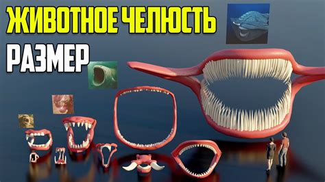 3d сравнение размеров челюстей животных и подсчет зубов Youtube