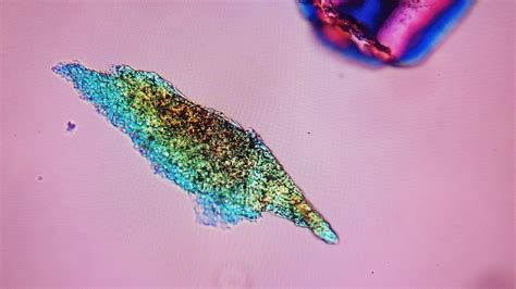 Polarize Microscope Digital 4k Autofocus Natalink Online Polarize Microscope Digital 4k Autofocus Natalink Online
