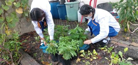 7 7 65 กิจกรรม “ปลูกผักสวนครัว ริมรั้วกินได้” ชมรมวีเสด Vsed จัดกิจกรรม “ปลูกผักสวนครัว ริม