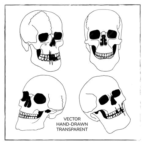 Premium Vector Set Of Realistic Human Skulls Hand Drawn Vector Illustrations Of Ink Skulls For