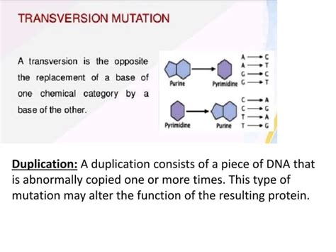 Altered Gene Functionpptx Genetics Science