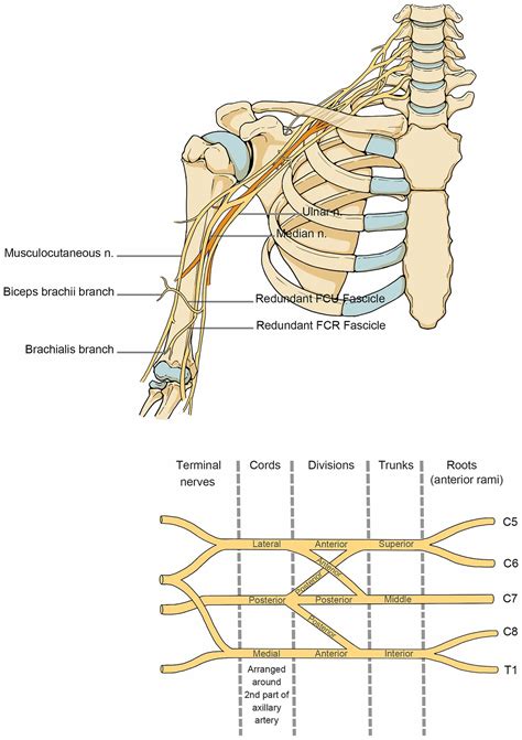 Brachial Plexus Anatomy Mri