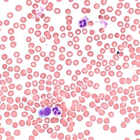 Buffer Tablets At Best Price In Mumbai By Merck Life Science Private