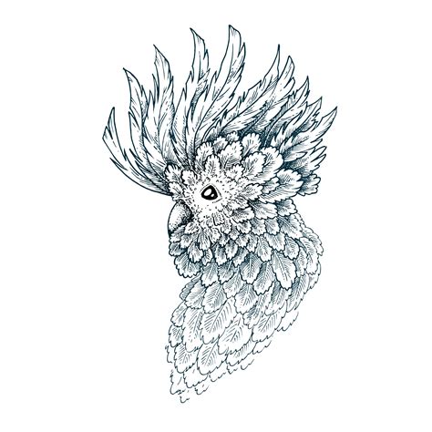 Premium Vector Parrot Illustration